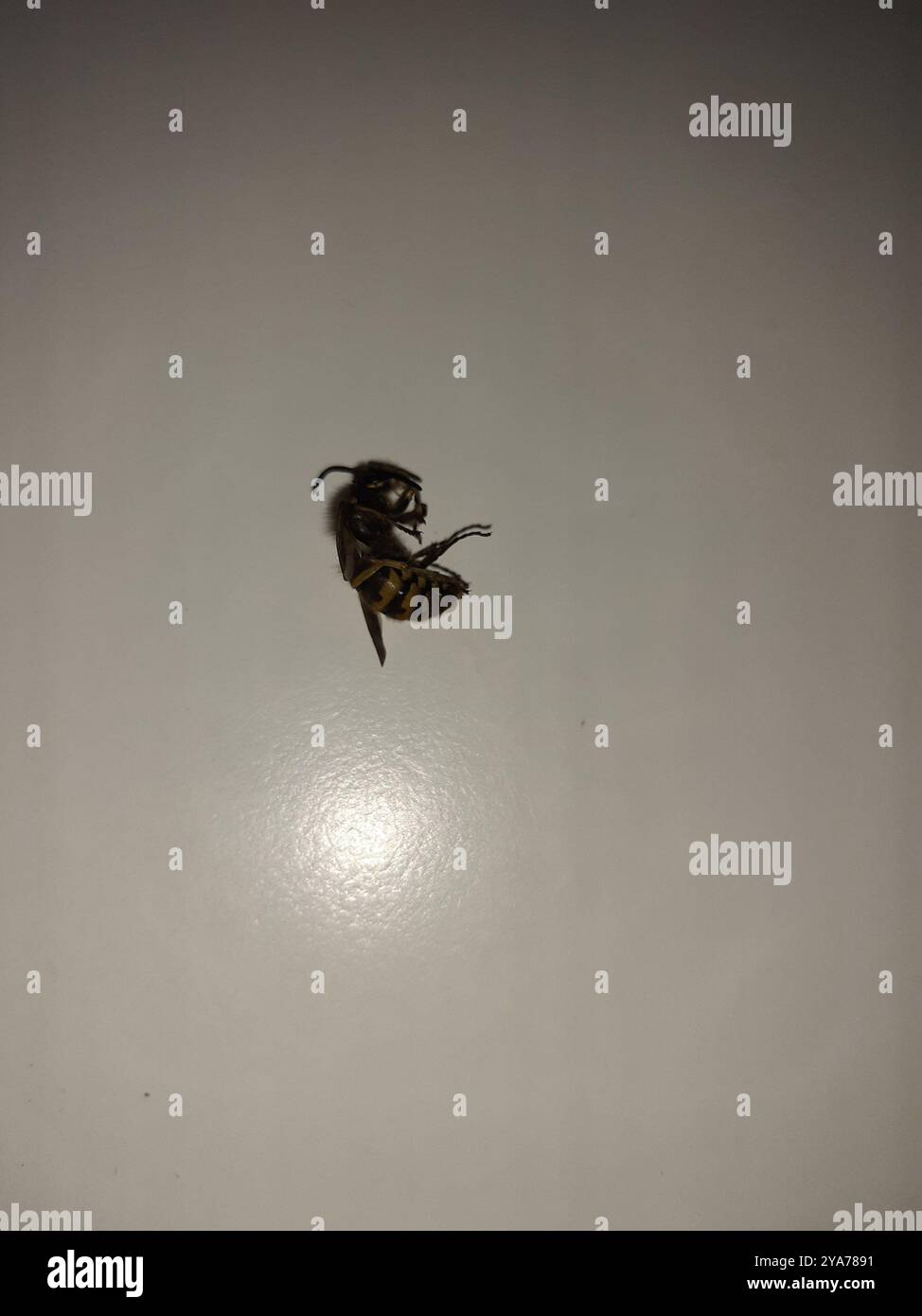 Hornets and Yellowjackets (Vespinae) Insecta Stock Photo - Alamy