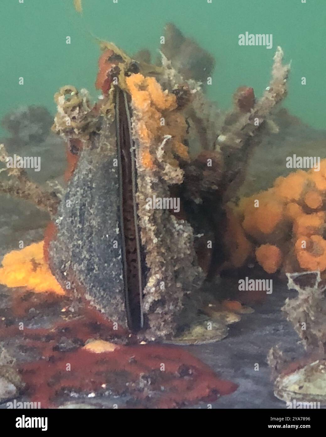 Blue Mussel Complex (Mytilus edulis) Mollusca Stock Photo - Alamy