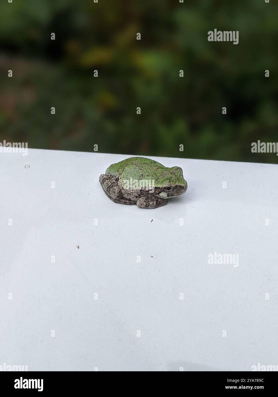Cope's Gray Treefrog (Hyla chrysoscelis) Amphibia Stock Photo - Alamy