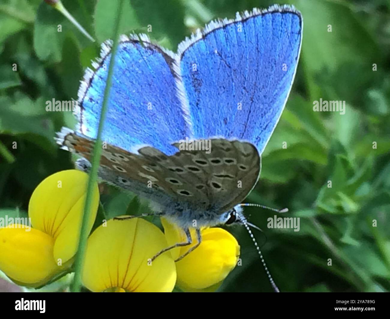 Adonis Blue (Polyommatus bellargus) Insecta Stock Photo - Alamy