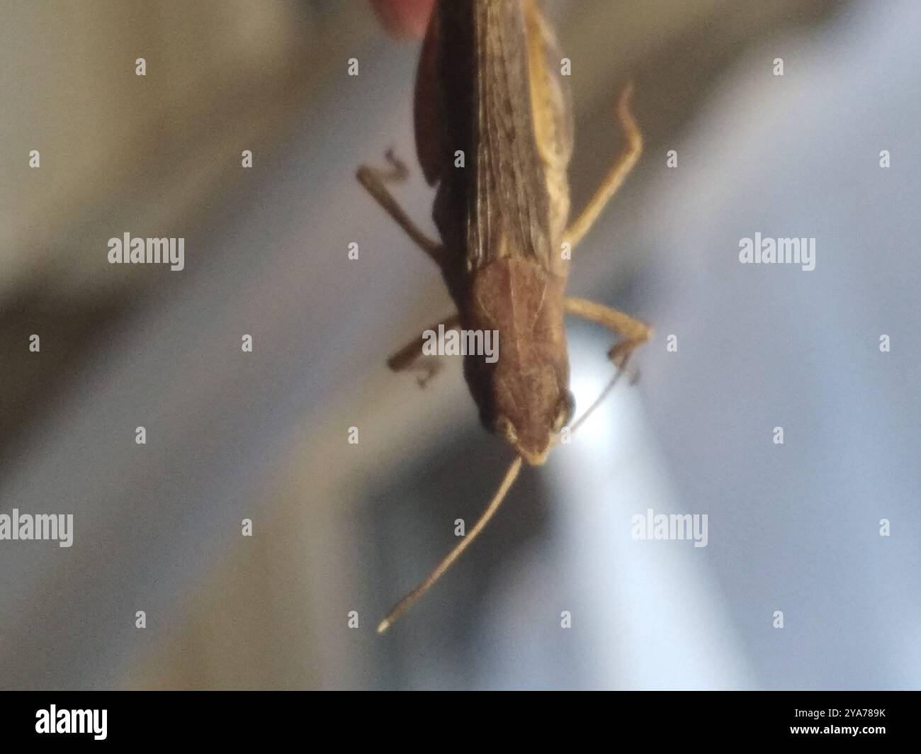 Rufous Grasshopper (Gomphocerippus rufus) Insecta Stock Photo - Alamy