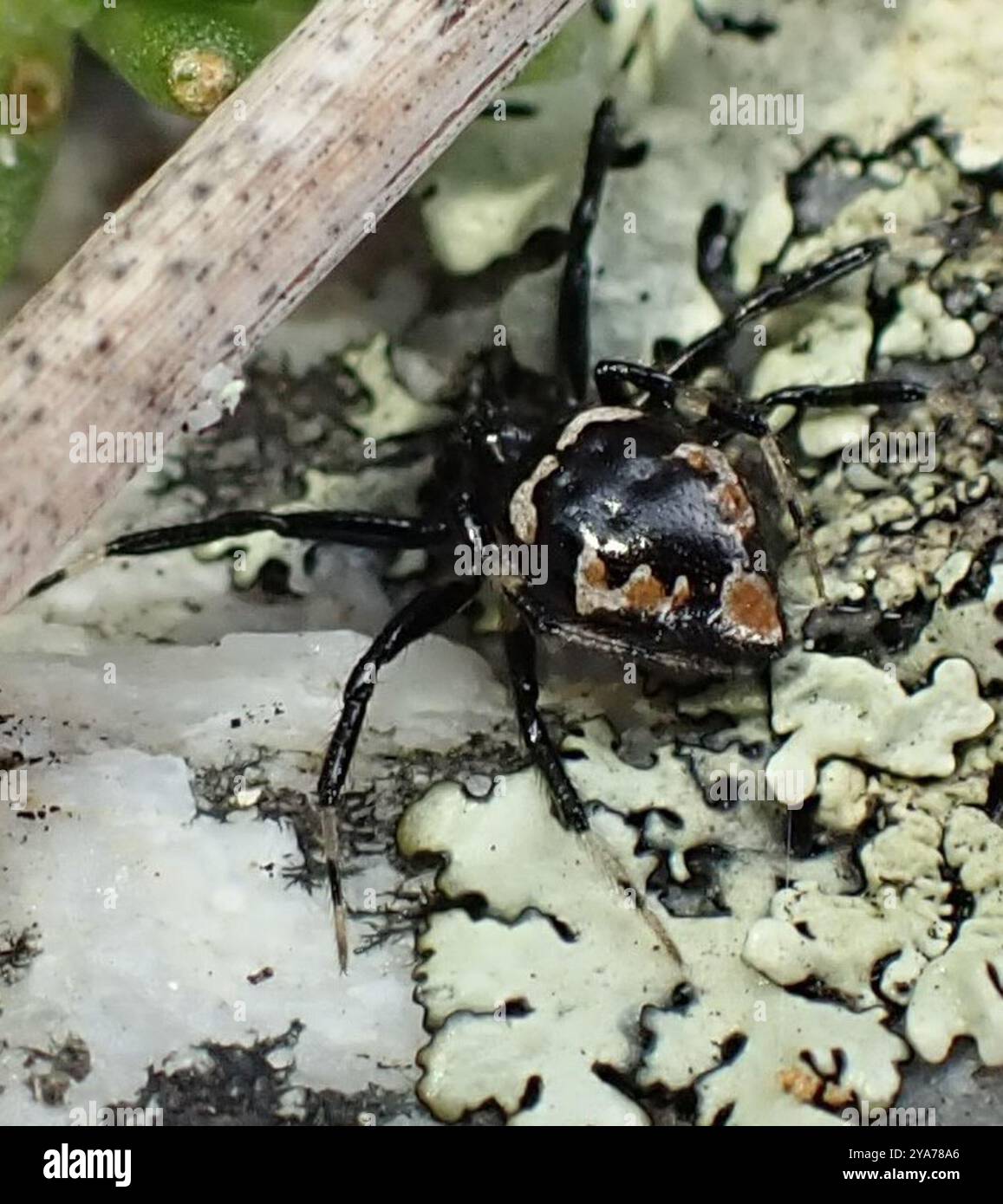 Ant-eating Spiders (Euryopis) Arachnida Stock Photo - Alamy