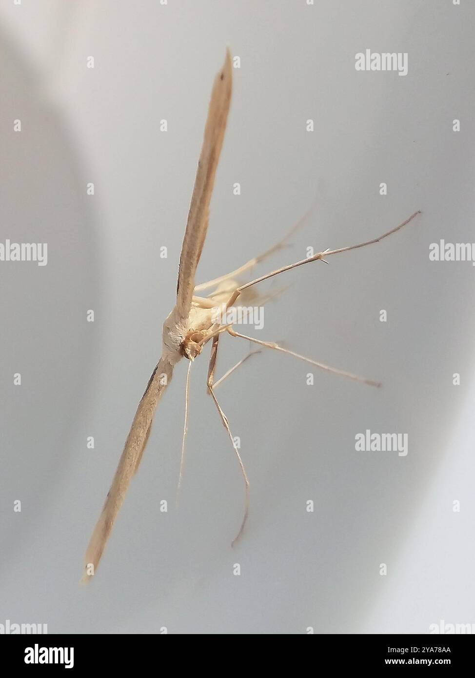Hellinsia hi-res stock photography and images - Alamy