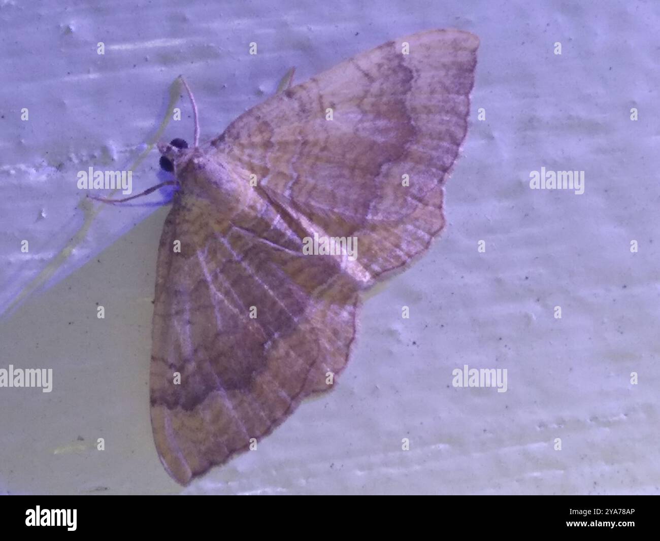 Yellow Shell Moth (Camptogramma bilineata) Insecta Stock Photo - Alamy