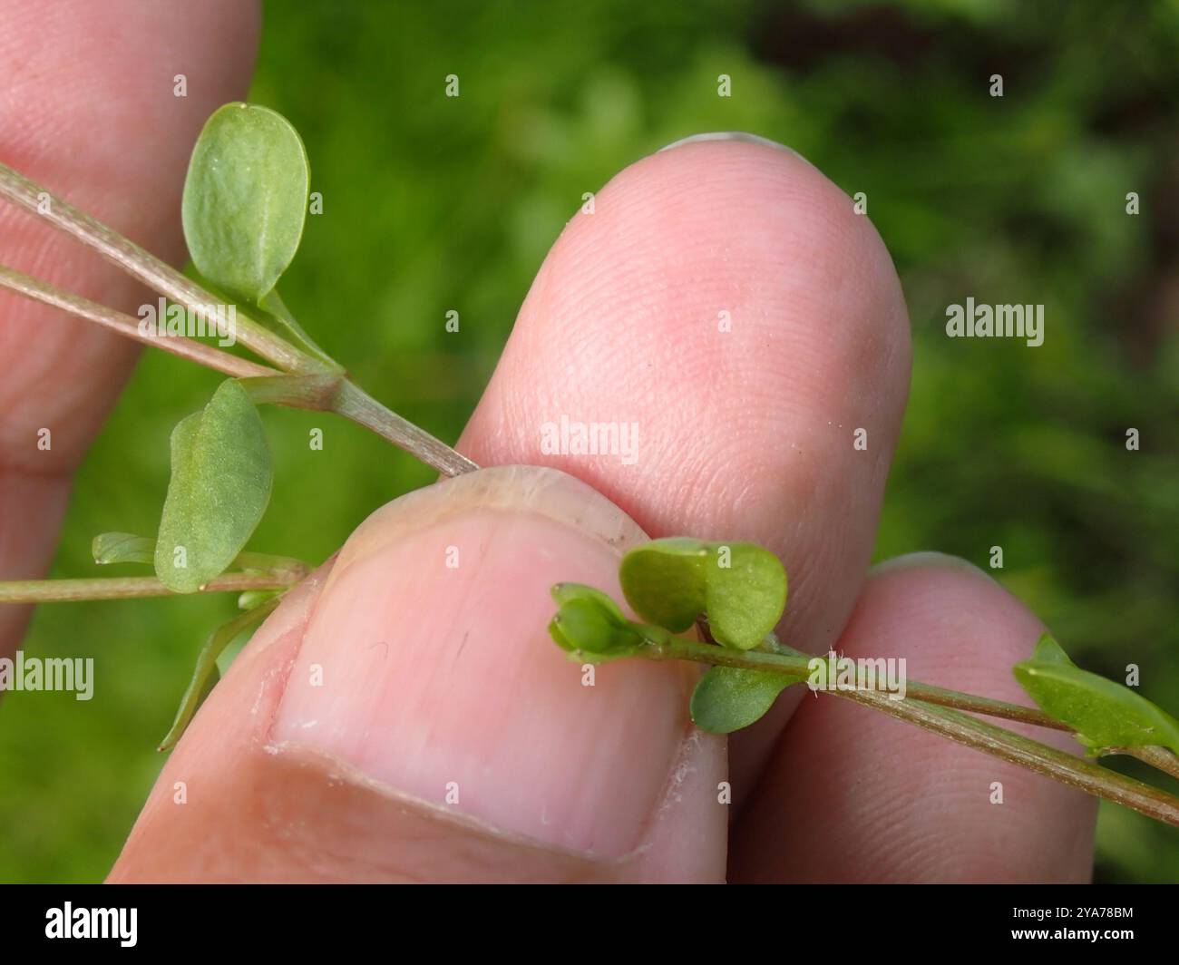 Water-purslane (Lythrum portula) Plantae Stock Photo - Alamy