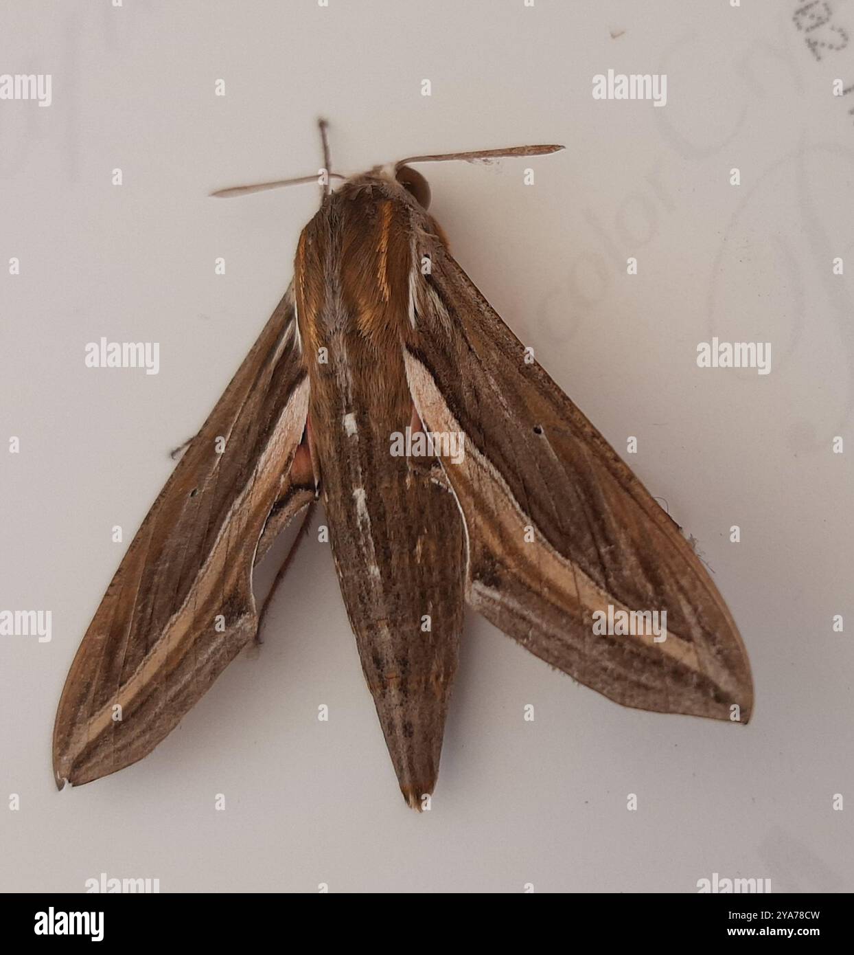 Vine Hawkmoth (Hippotion celerio) Insecta Stock Photo - Alamy