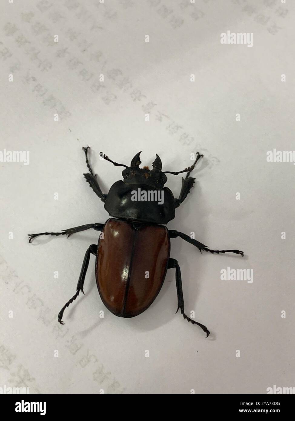 Neolucanus hi-res stock photography and images - Alamy