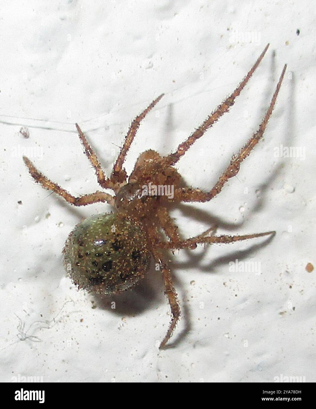 Spiders (Araneae) Arachnida Stock Photo - Alamy