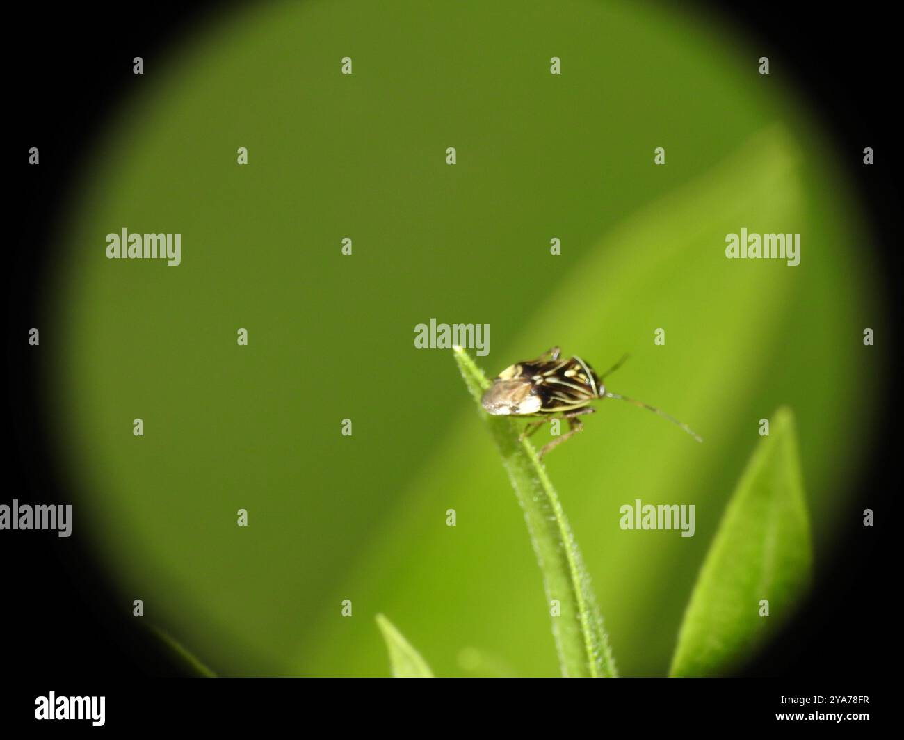 North American Tarnished Plant Bug (Lygus lineolaris) Insecta Stock ...