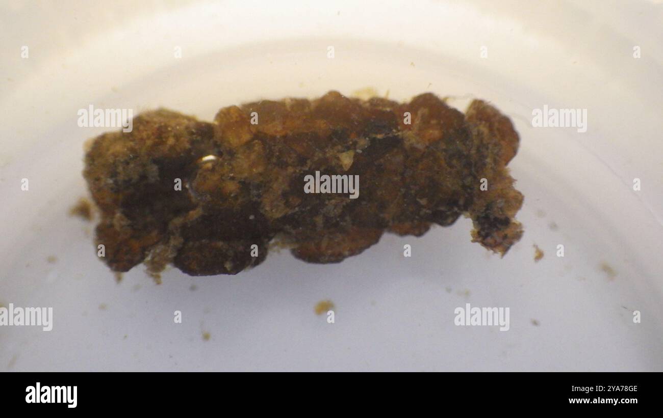 Stonecase Caddisflies (Uenoidae) Insecta Stock Photo - Alamy