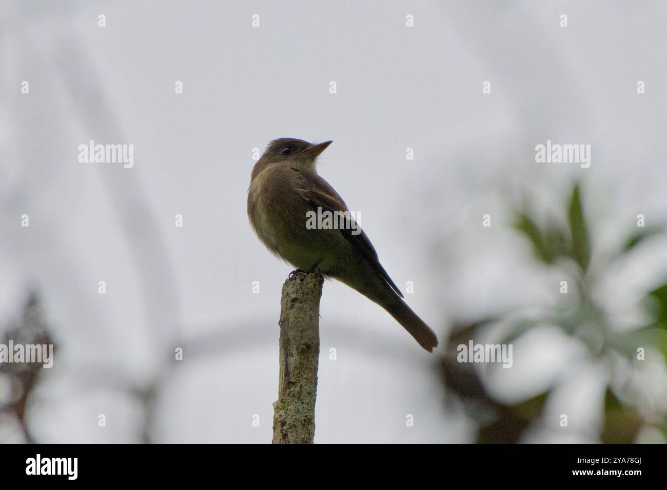 Western Wood-Pewee (Contopus sordidulus) Aves Stock Photo - Alamy