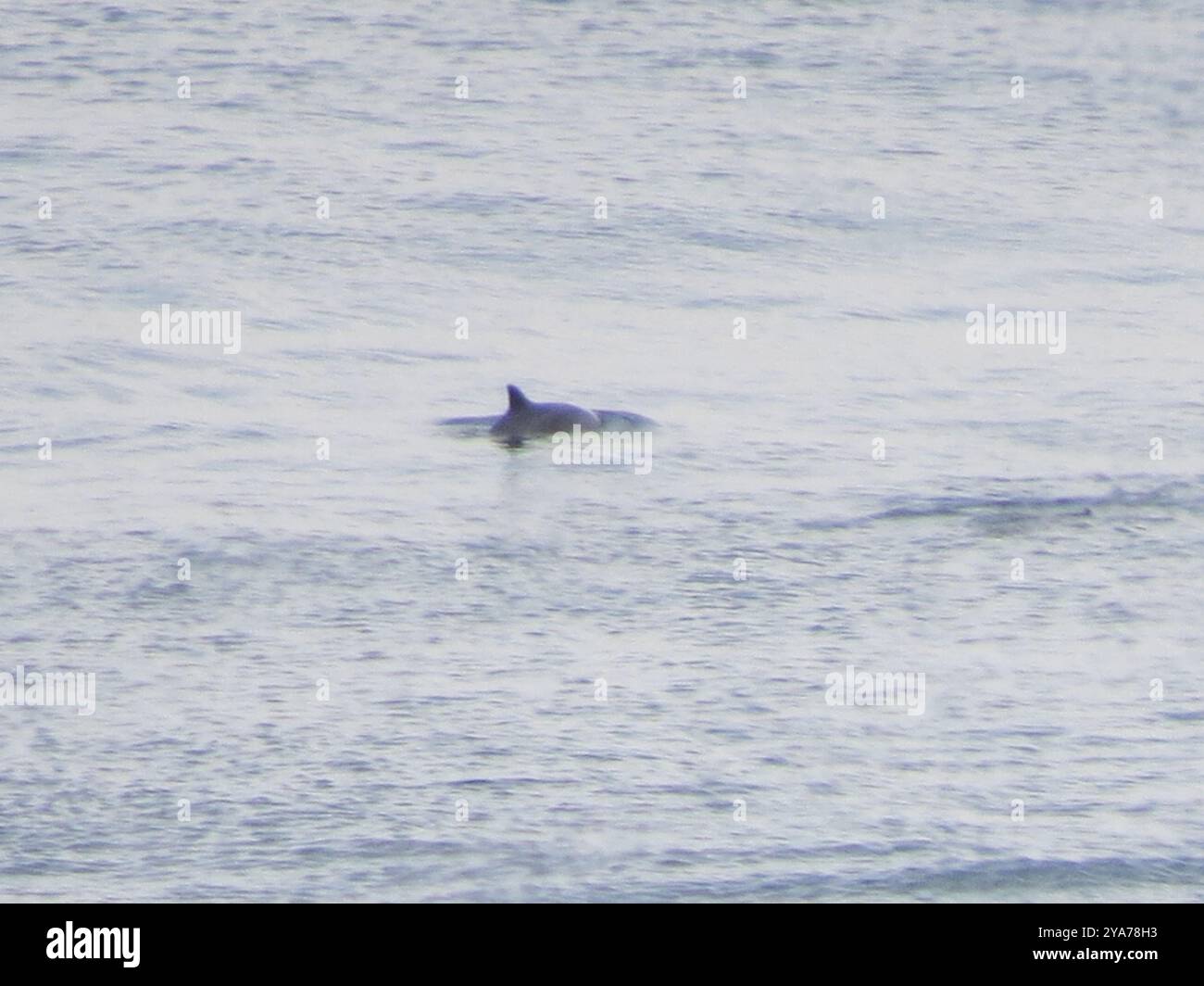 Harbour Porpoise (Phocoena phocoena) Mammalia Stock Photo - Alamy