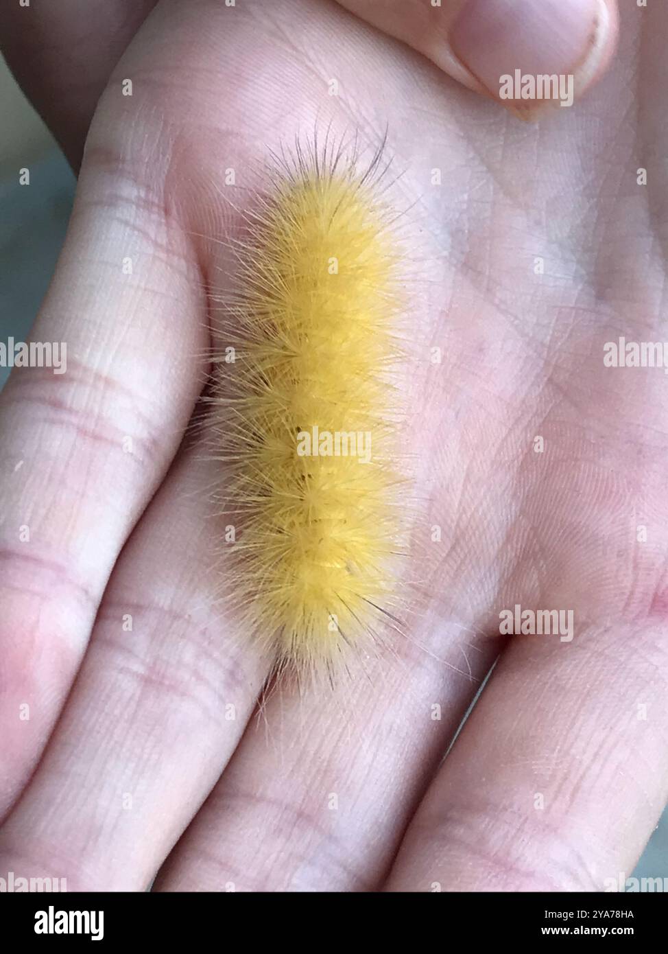 Virginian Tiger Moth (Spilosoma virginica) Insecta Stock Photo - Alamy