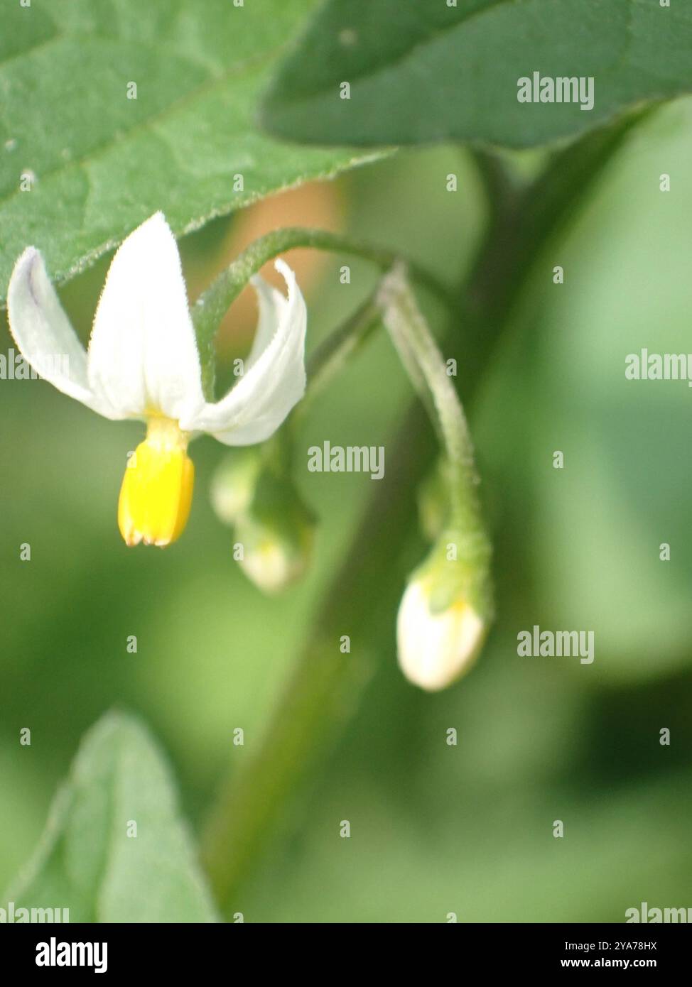 black nightshade (Solanum nigrum) Plantae Stock Photo - Alamy