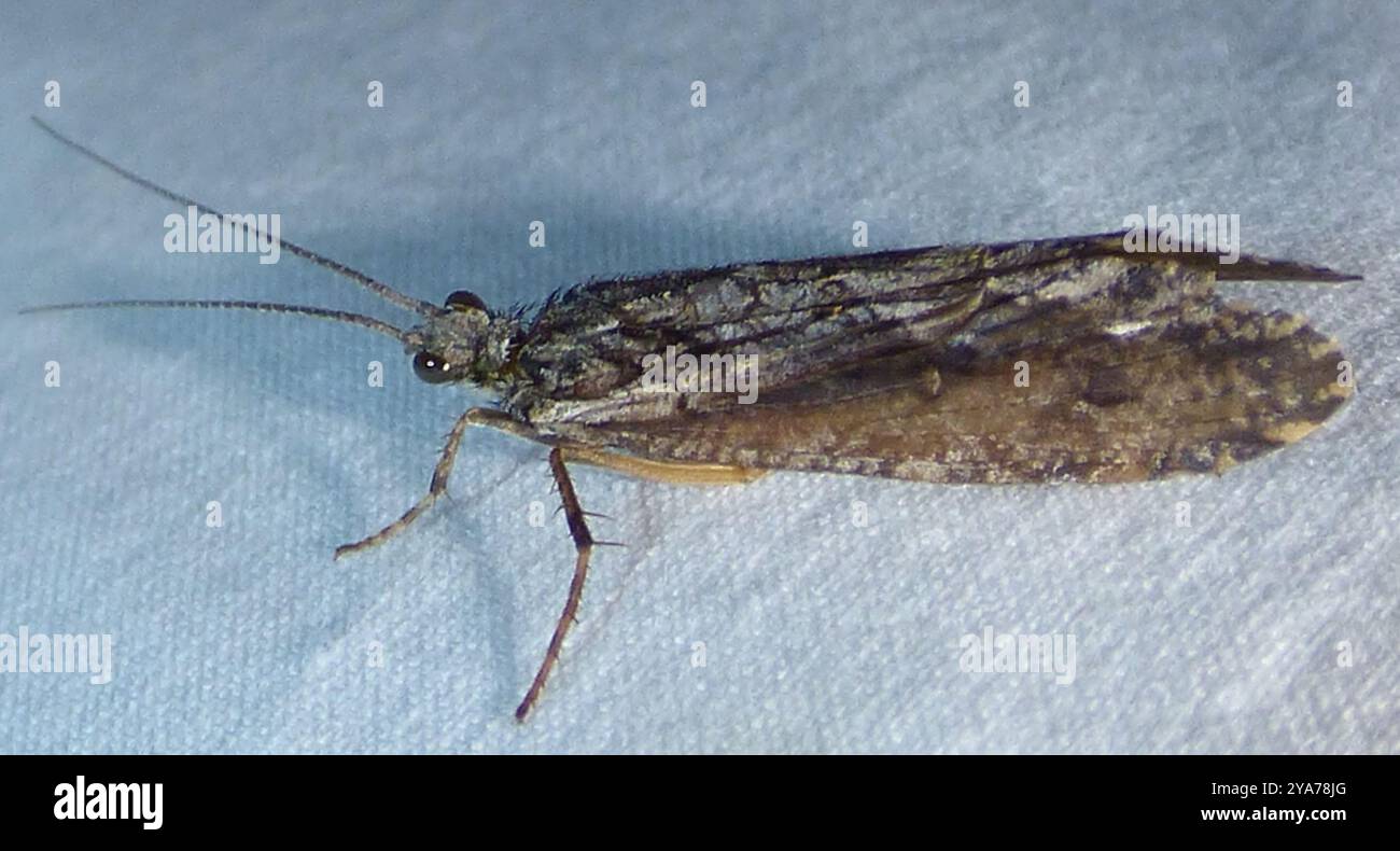 Giant Casemaker Caddisflies (Phryganeidae) Insecta Stock Photo - Alamy