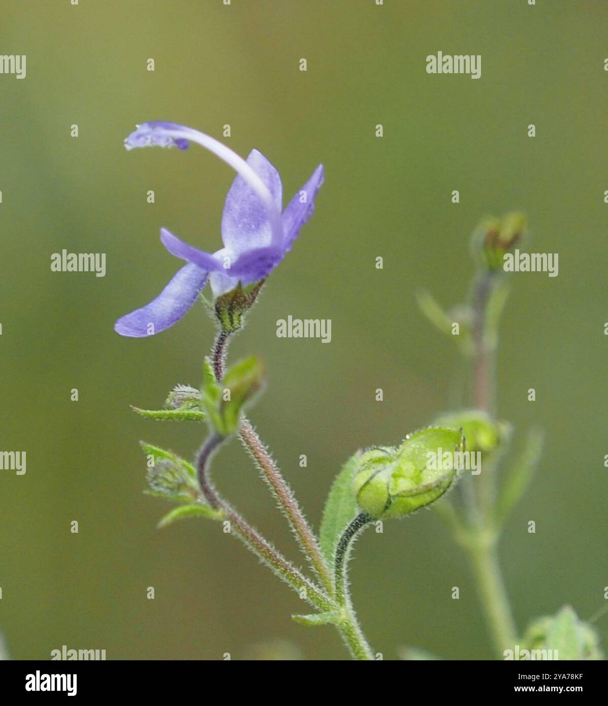 Blue Curls (Trichostema dichotomum) Plantae Stock Photo - Alamy