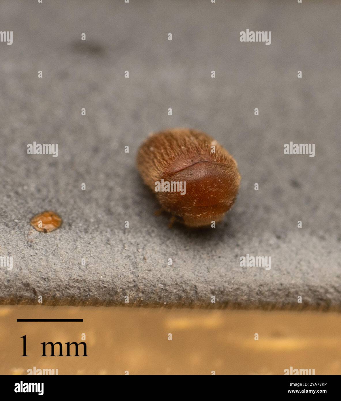 Tobacco Beetle (Lasioderma serricorne) Insecta Stock Photo - Alamy