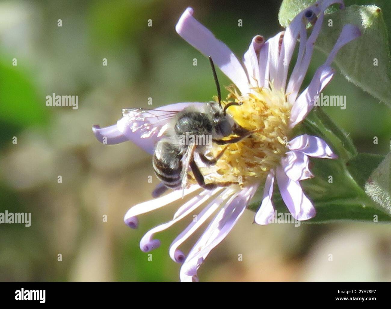 Urbane Digger Bee (Anthophora urbana) Insecta Stock Photo - Alamy
