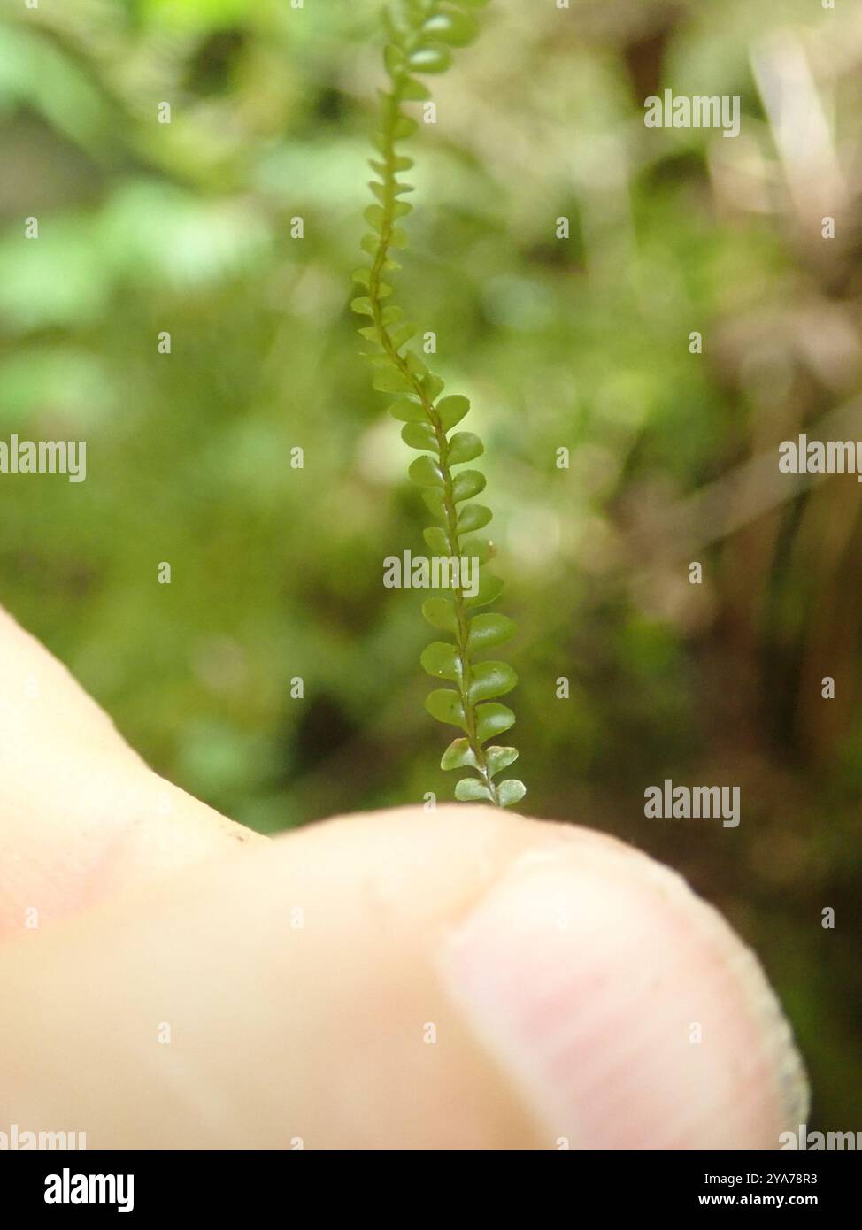 leafy and simple thalloid liverworts (Jungermanniopsida) Plantae Stock ...