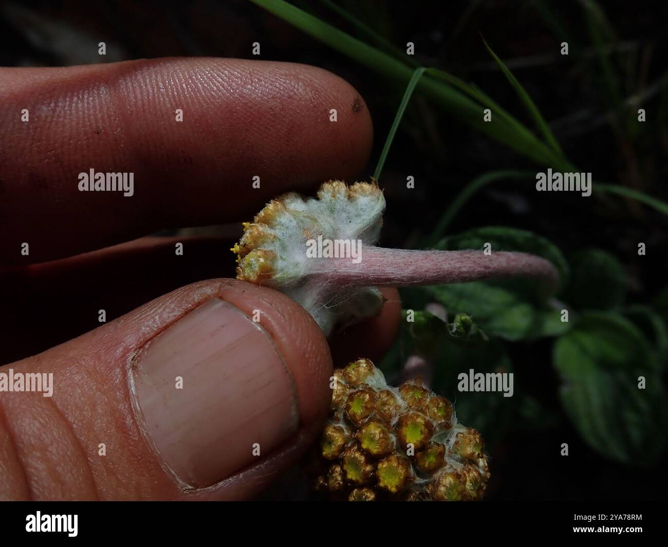 Brown Hottentot Tea Everlasting (Helichrysum nudifolium pilosellum ...