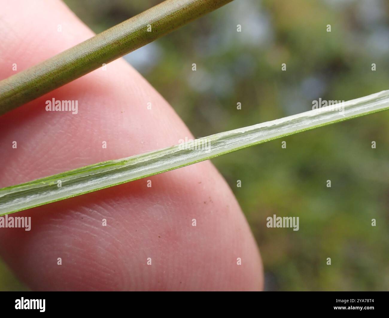 Sharp-flowered Rush (Juncus acutiflorus) Plantae Stock Photo - Alamy