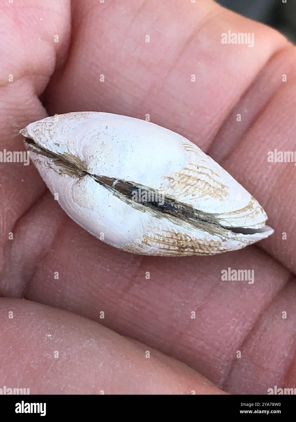Japanese Littleneck (Ruditapes philippinarum) Mollusca Stock Photo - Alamy
