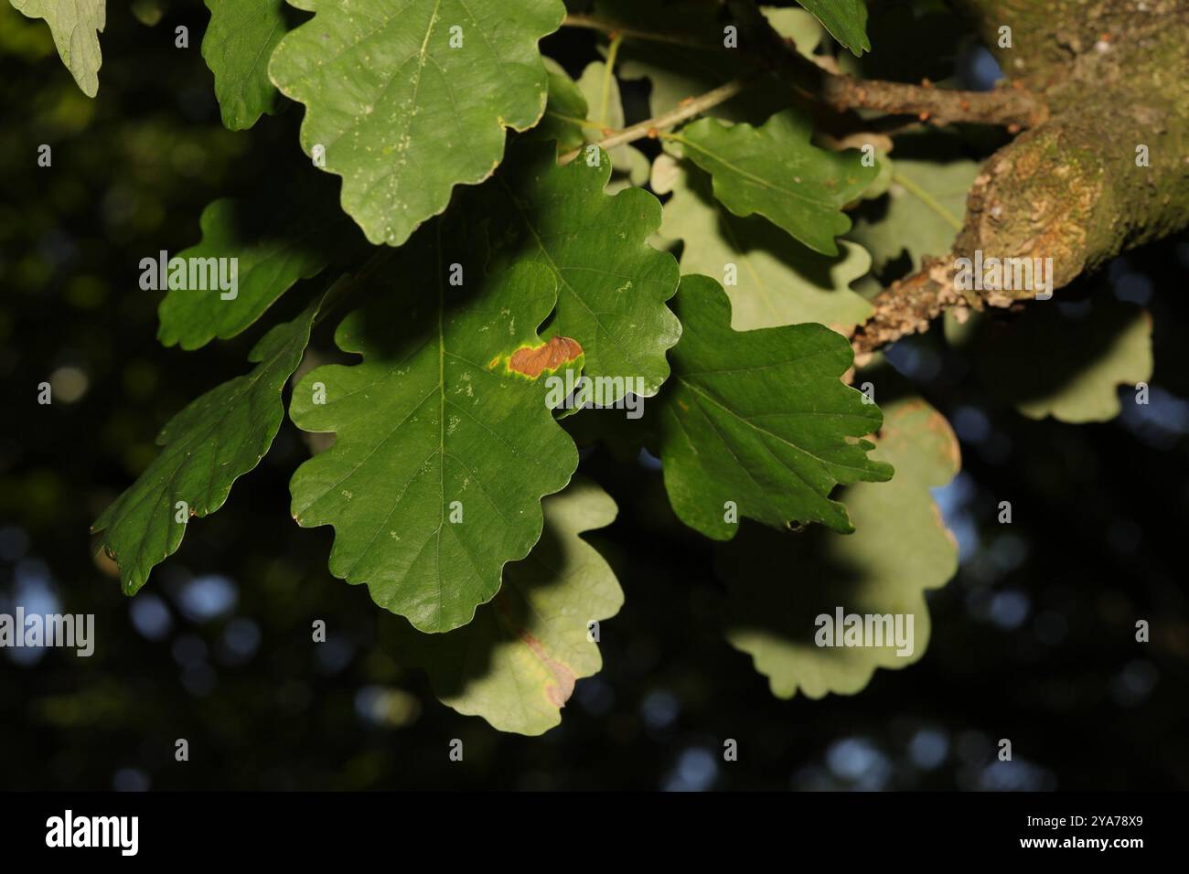 sessile oak (Quercus petraea) Plantae Stock Photo - Alamy