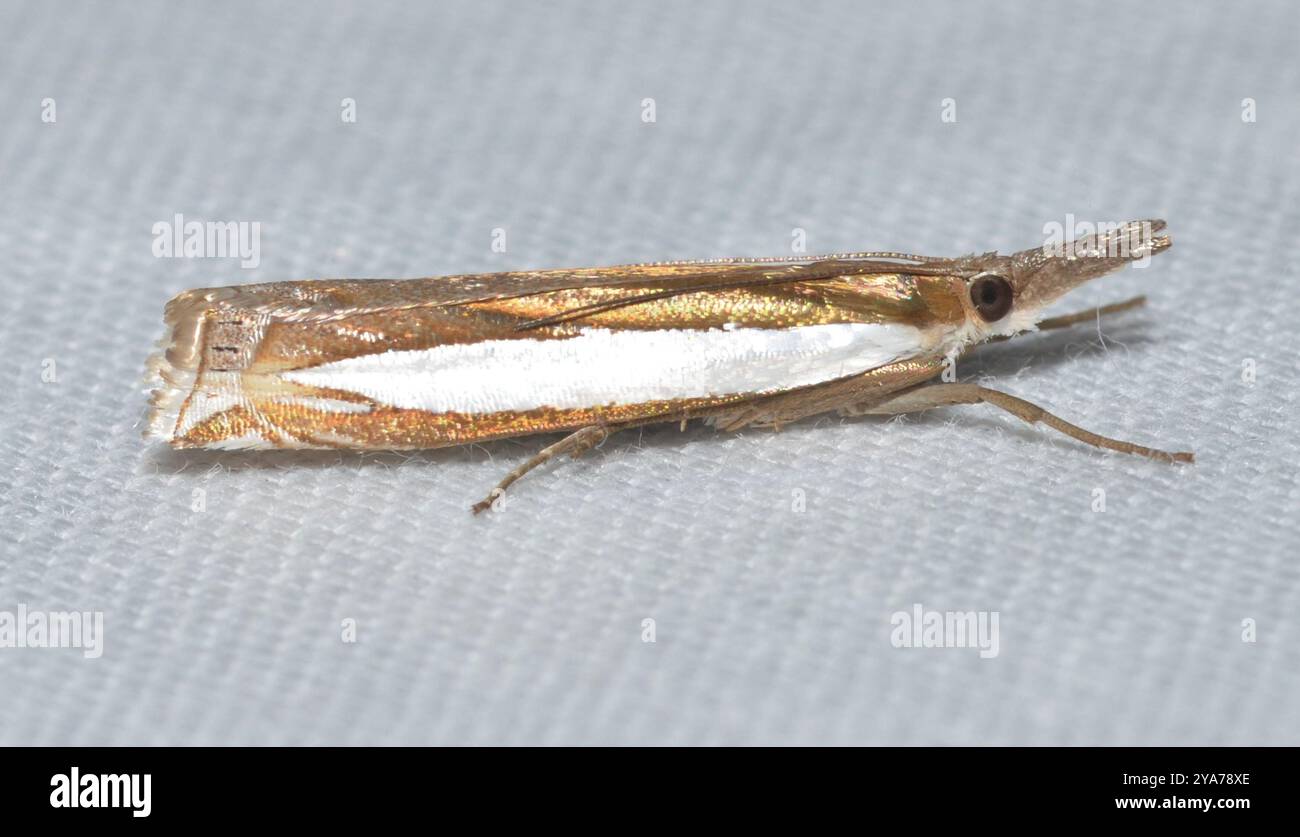 Leach's Grass-veneer (Crambus leachellus) Insecta Stock Photo - Alamy