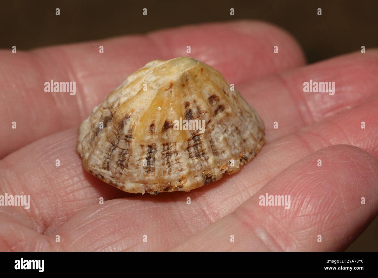 Common European Limpet (Patella vulgata) Mollusca Stock Photo - Alamy