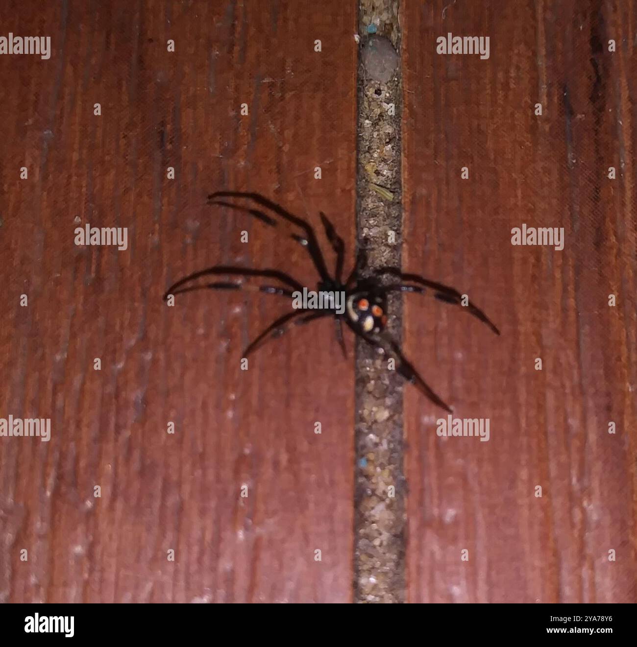 Southern Black Widow (Latrodectus mactans) Arachnida Stock Photo - Alamy
