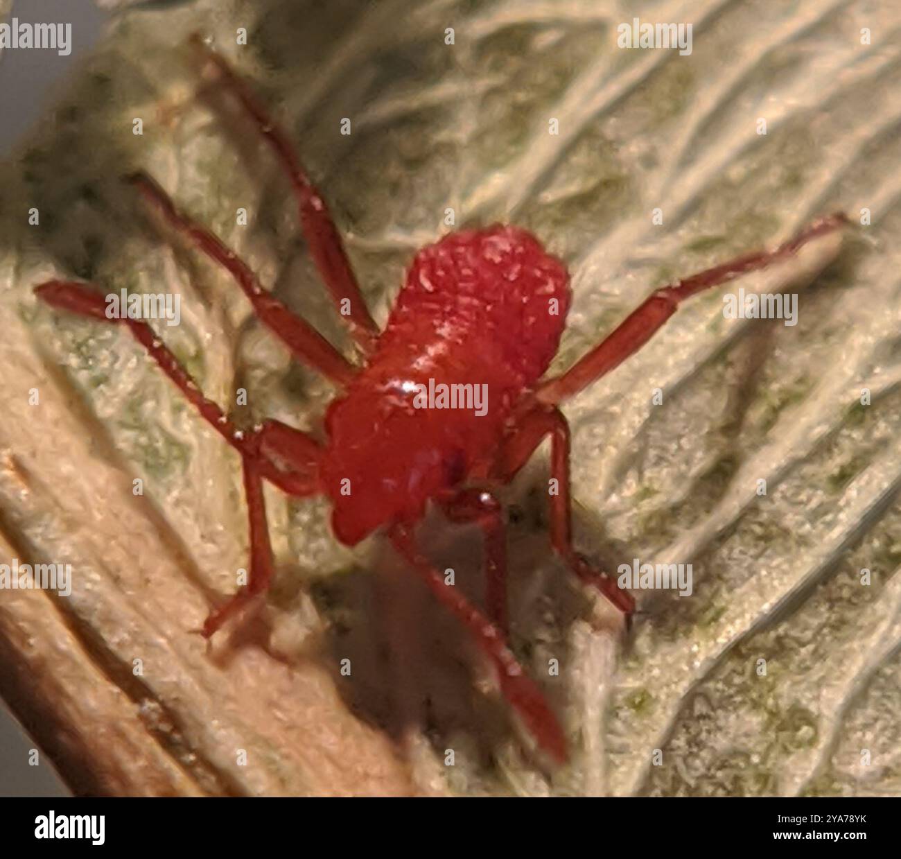 Eastern Boxelder Bug (Boisea trivittata) Insecta Stock Photo - Alamy