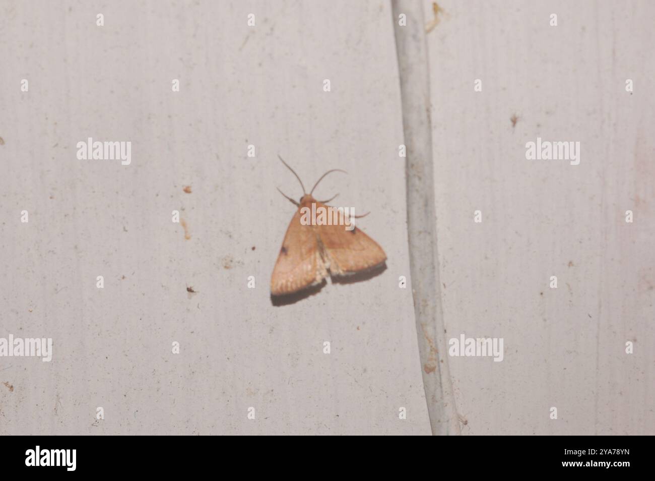 Wedgling Moth (Galgula partita) Insecta Stock Photo - Alamy