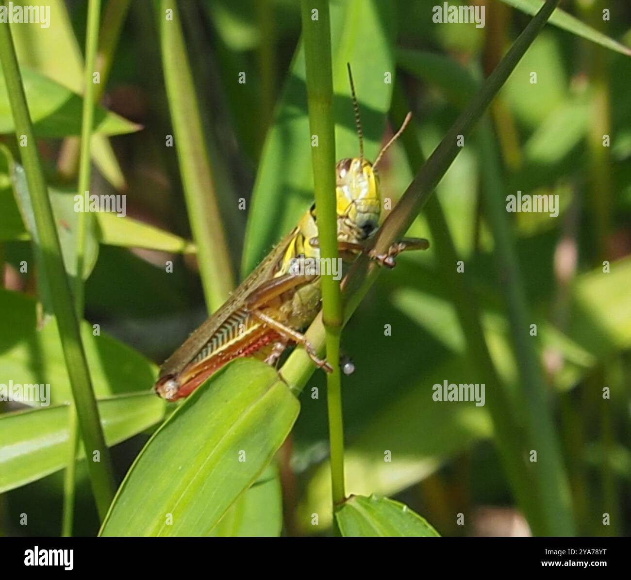Red-legged Grasshopper (Melanoplus femurrubrum) Insecta Stock Photo - Alamy