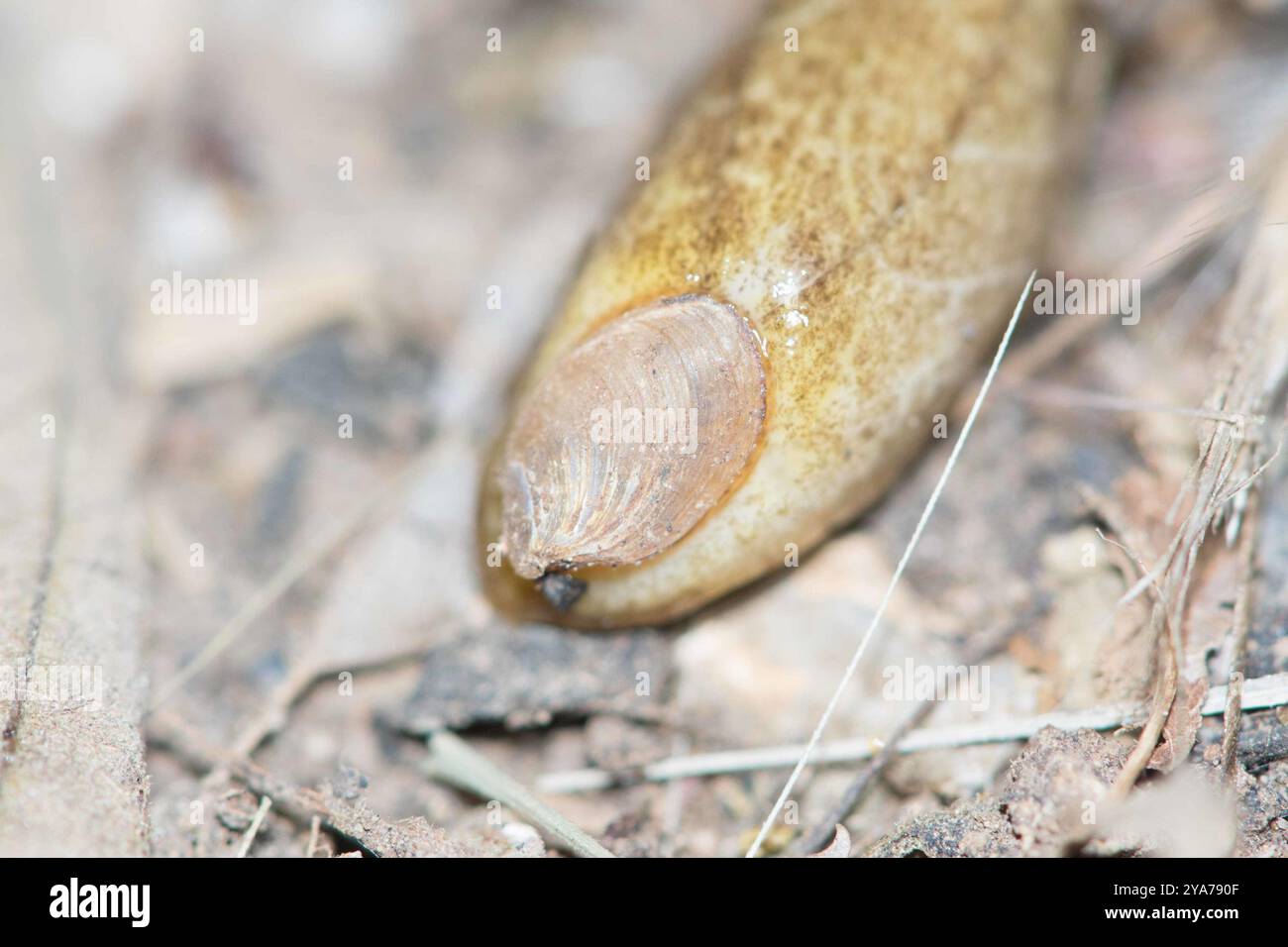 Earshell Slug (Testacella haliotidea) Mollusca Stock Photo - Alamy