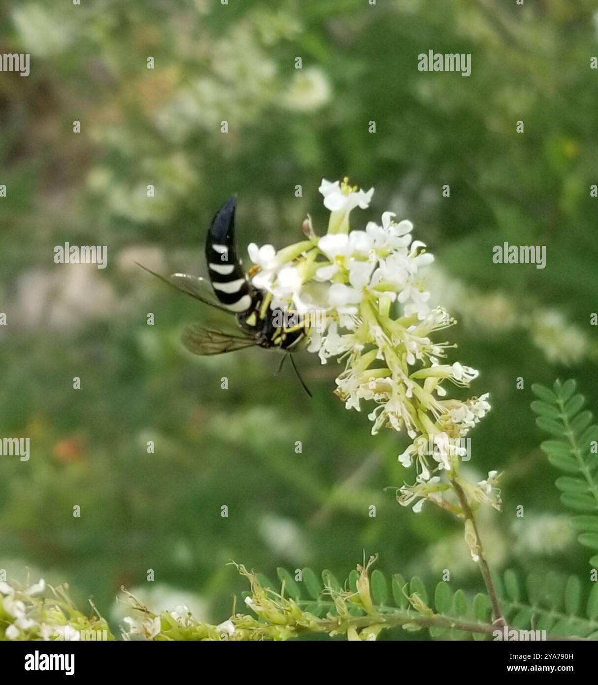 Four-banded Stink Bug Wasp (Bicyrtes quadrifasciatus) Insecta Stock ...
