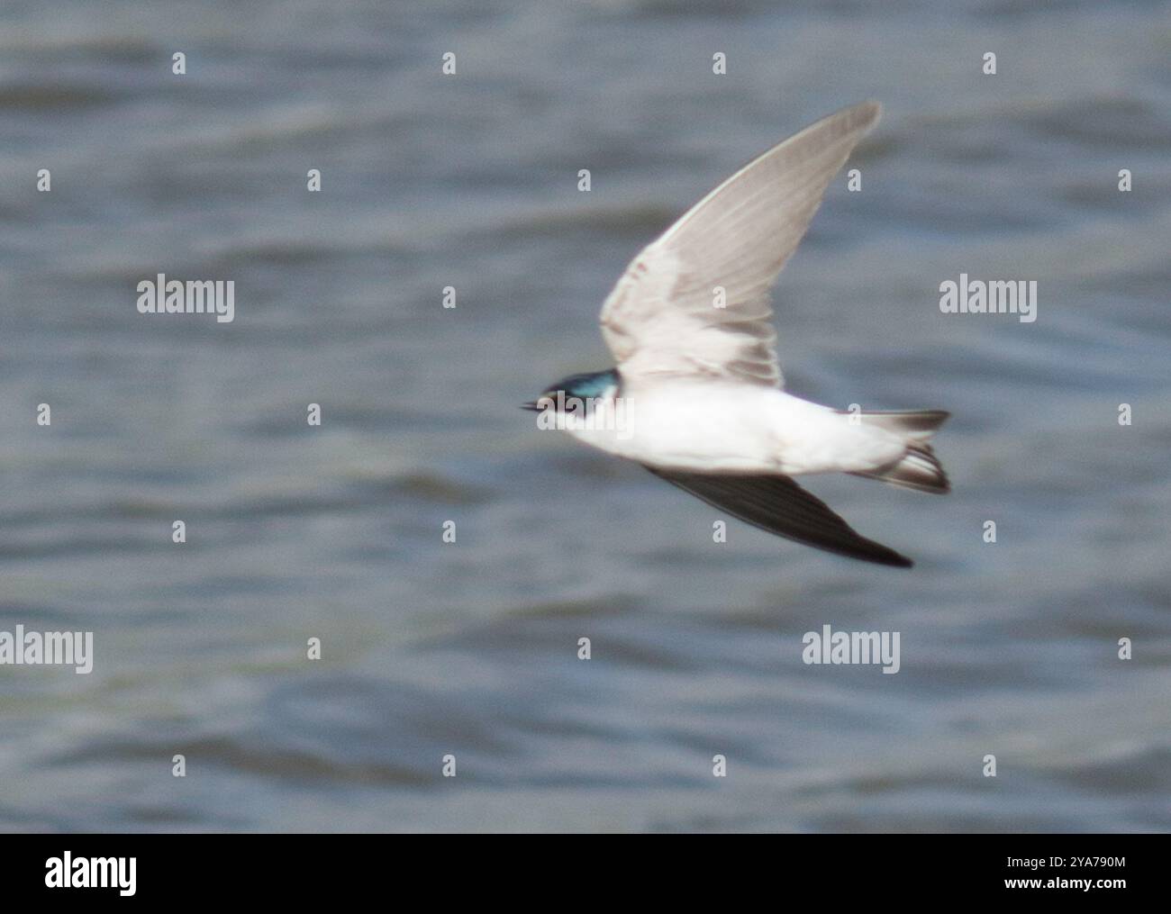 White-rumped Swallow (Tachycineta leucorrhoa) Aves Stock Photo - Alamy