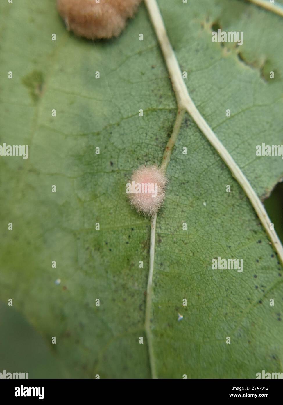 Woolly Oak Gall Wasp (Callirhytis lanata) Insecta Stock Photo - Alamy