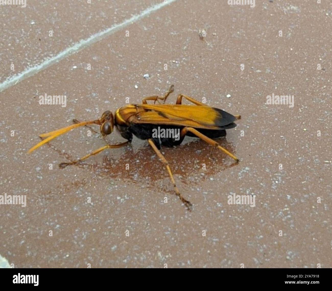 Spider Wasps (Pompilidae) Insecta Stock Photo - Alamy