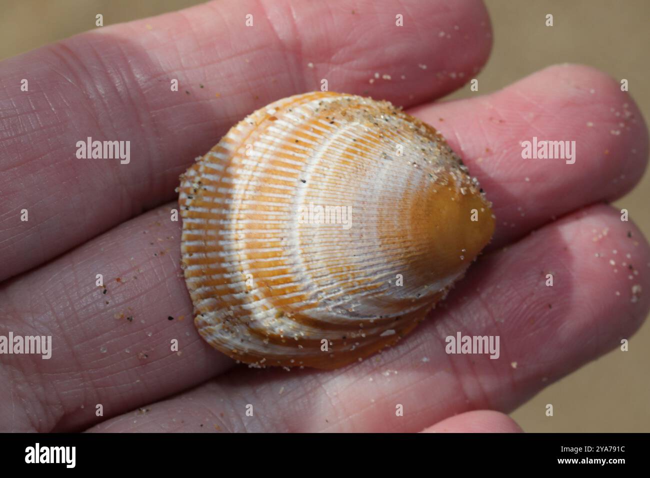 Norwegian Egg Cockle (Laevicardium crassum) Mollusca Stock Photo - Alamy