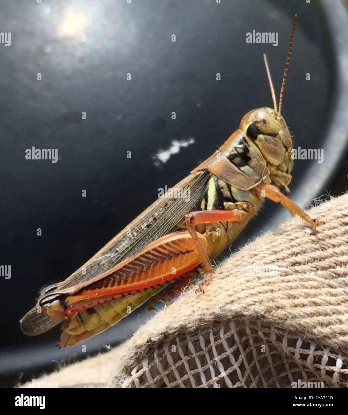 Red-legged Grasshopper (Melanoplus femurrubrum) Insecta Stock Photo - Alamy