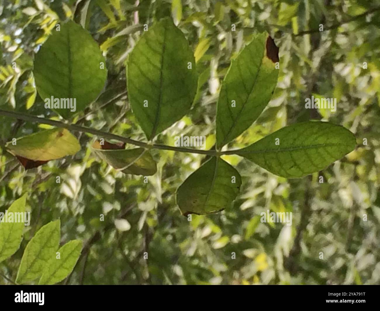 Narrow-leaved Ash (Fraxinus angustifolia) Plantae Stock Photo - Alamy