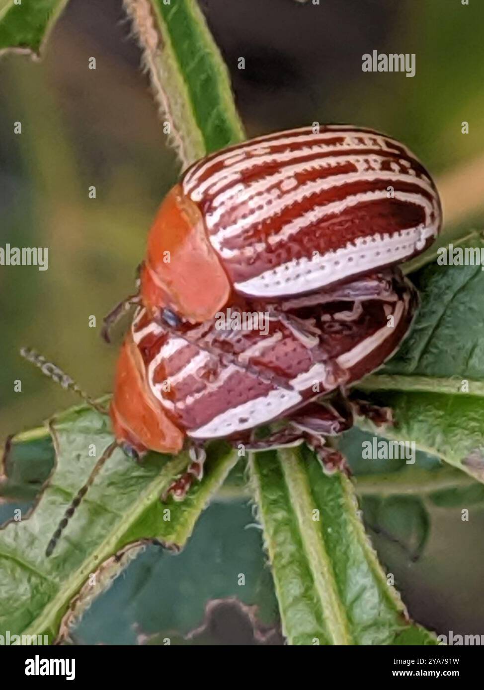 Sumac Flea Beetle (Blepharida rhois) Insecta Stock Photo - Alamy