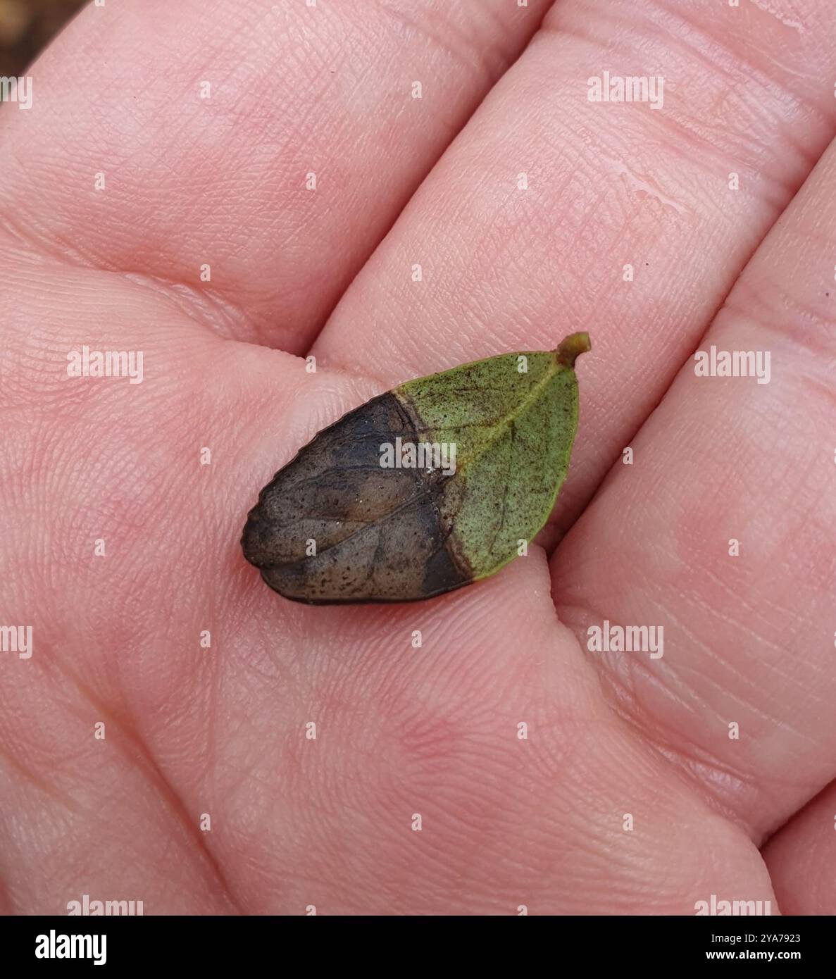 (Mycosphaerella stemmatea) Fungi Stock Photo - Alamy
