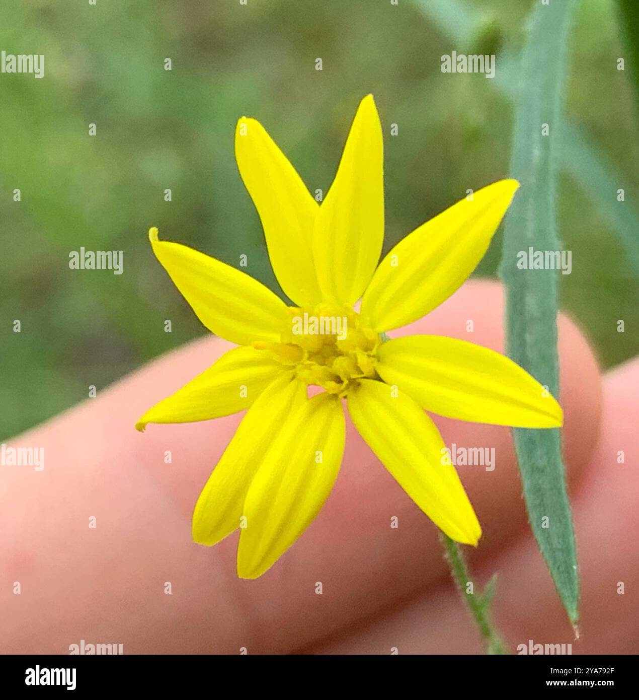 Slender Scratch Daisy (Croptilon divaricatum) Plantae Stock Photo - Alamy