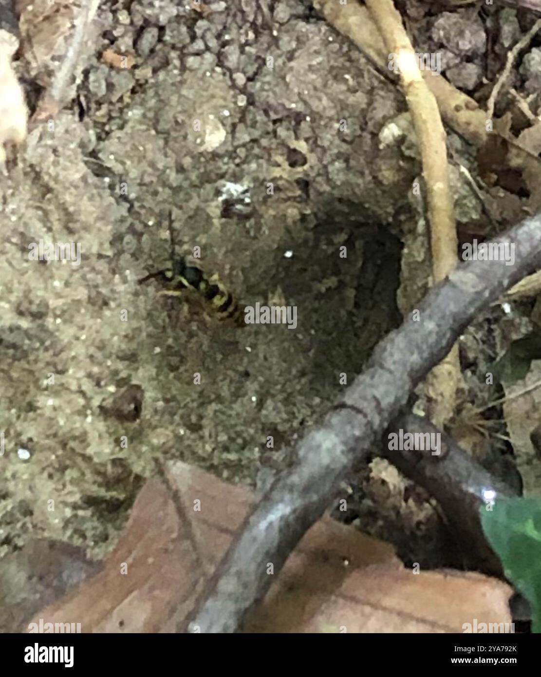 Ground Yellowjackets (Vespula) Insecta Stock Photo - Alamy