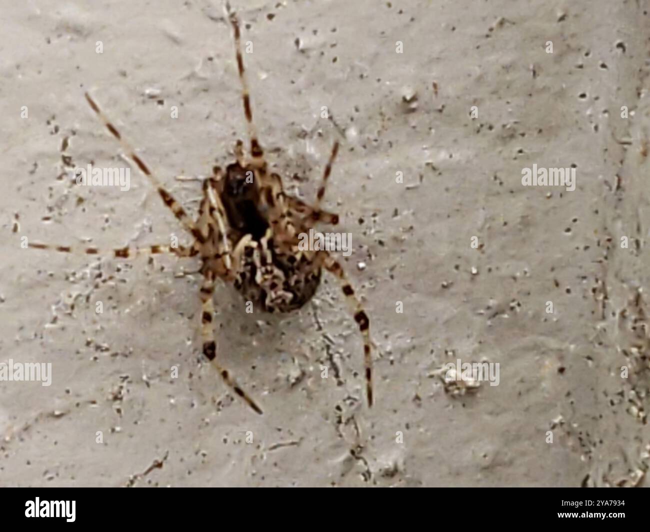 Comb-footed Spiders (Theridiidae) Arachnida Stock Photo - Alamy