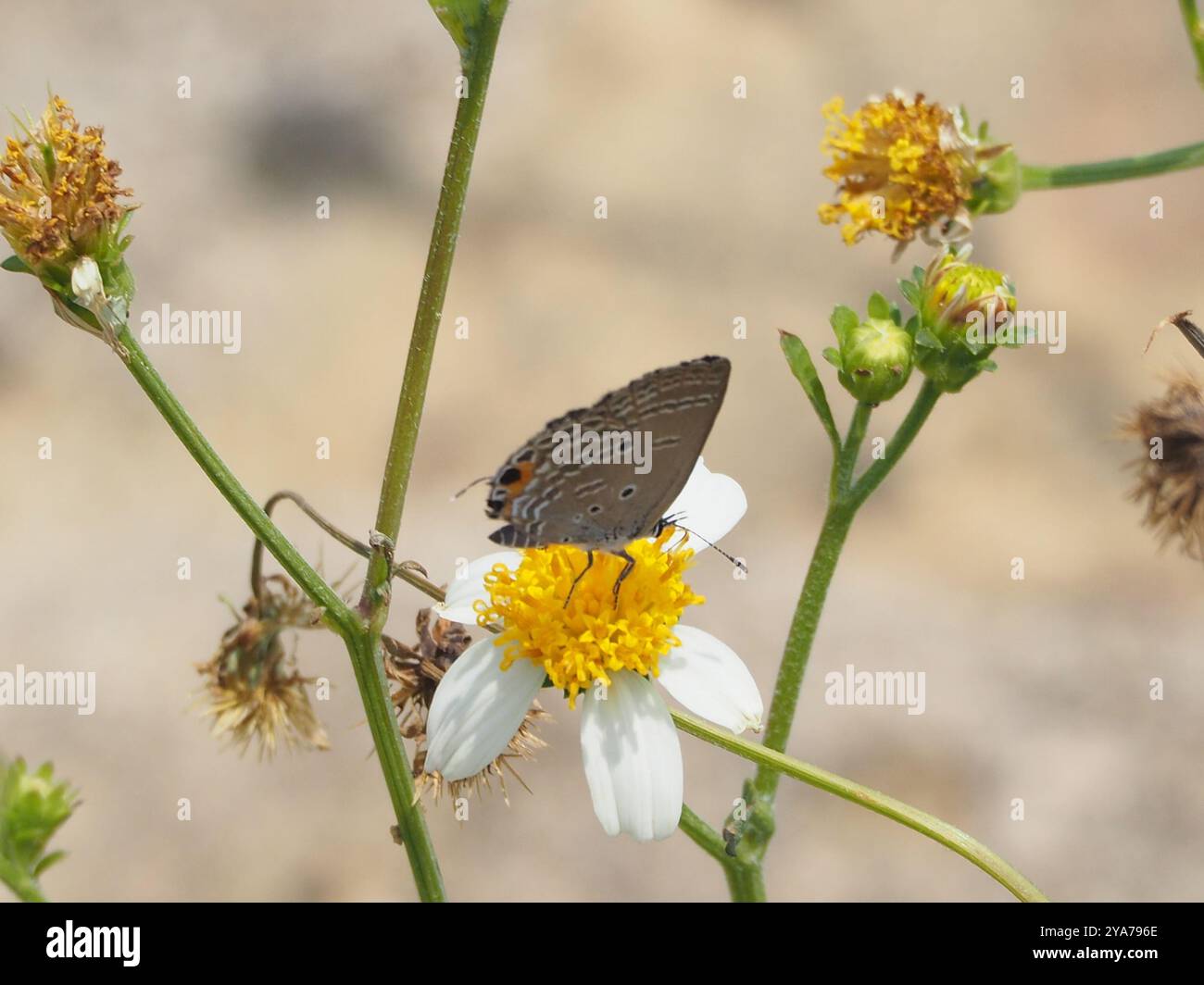(Luthrodes pandava peripatria) Insecta Stock Photo - Alamy