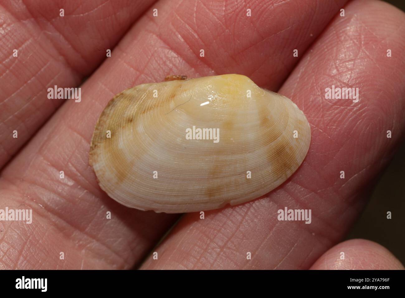 Pullet Carpet Shell (Venerupis corrugata) Mollusca Stock Photo - Alamy