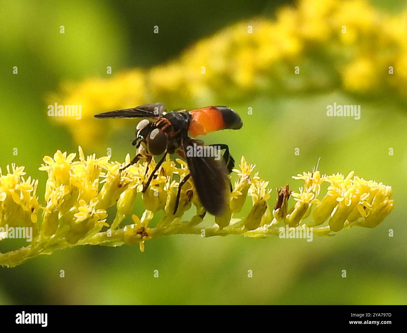 Feather legged fly trichopoda pennipes hi-res stock photography and ...