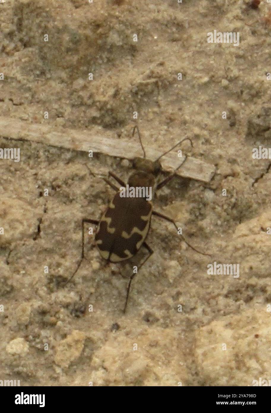 Bronzed Tiger Beetle (Cicindela repanda) Insecta Stock Photo - Alamy